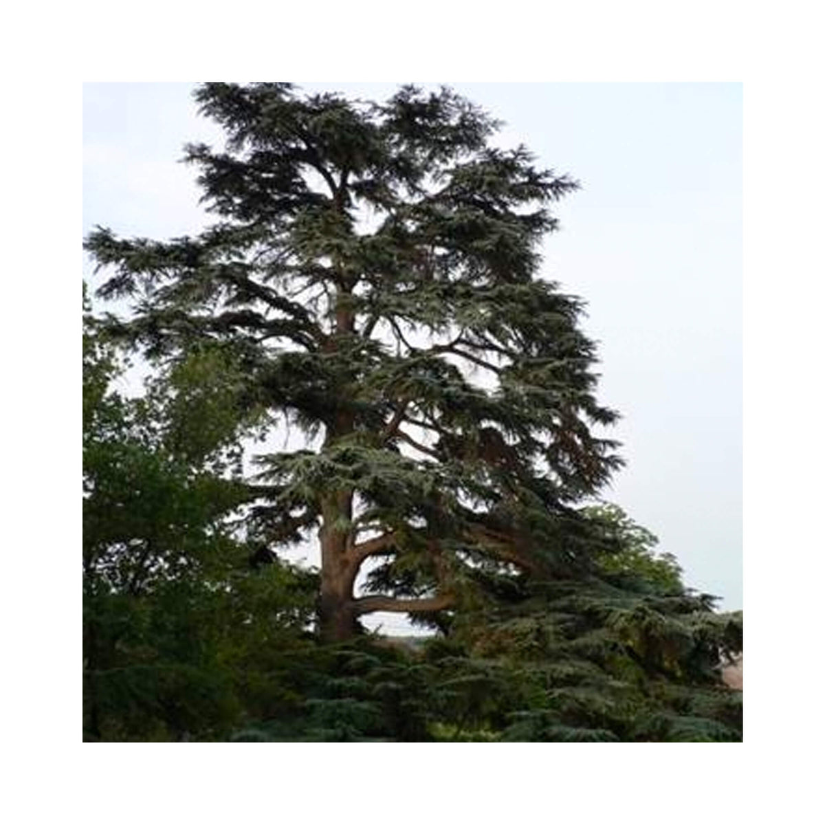 Phytobiophysics Mossop Philosophy Special Care 3 Cedar Hope | Phytob.com